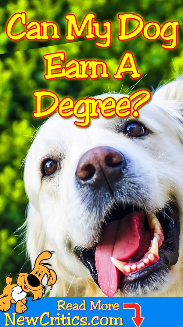 Can my dog earn a degree? : NewCritics.com